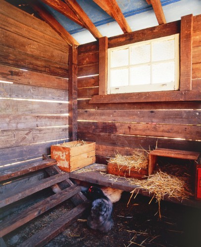 Don's Tips: Chooks Not Laying - Burke's Backyard