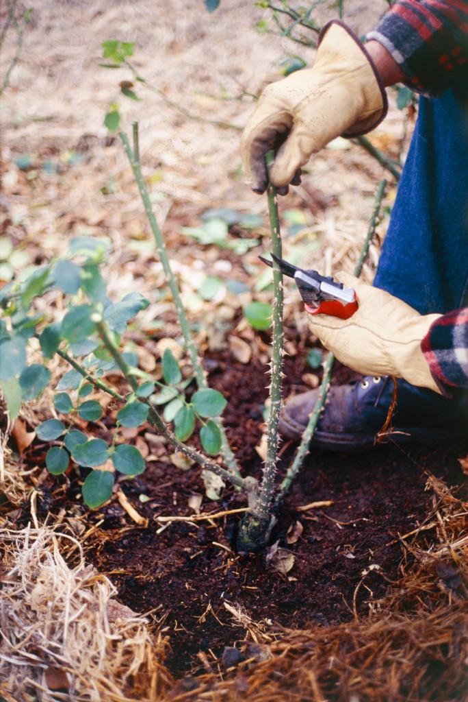 Don's Tips: Old Husbands’ Tales # 9 – Prune Roses In Winter Each Year ... Don's Tips: Old Husbands’ Tales # 9 – Prune Roses In Winter Each Year ...