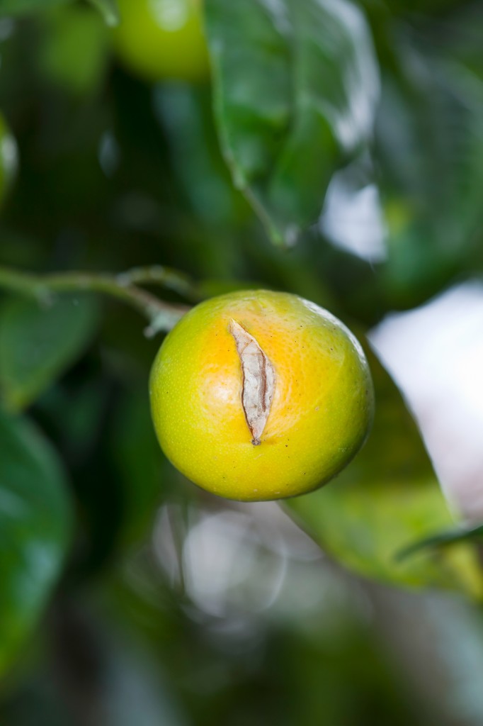 Don’s Tips: Fruits That Split - Burke's Backyard