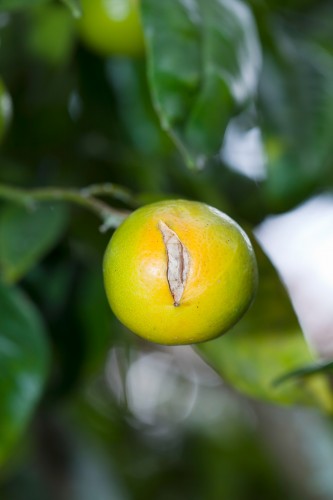 Don’s Tips: Fruits That Split - Burke's Backyard