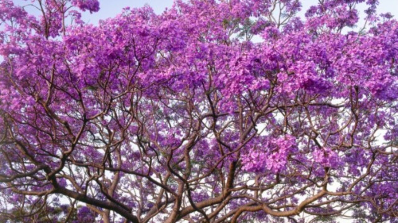 Jacaranda Tree Climate Zones
