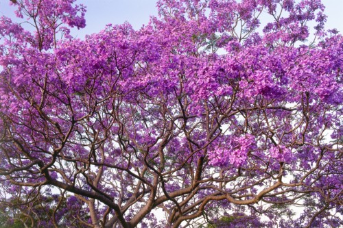 Jacaranda In Cold Climate - Burke's Backyard