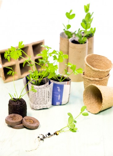 Paper Pots - Burke's Backyard