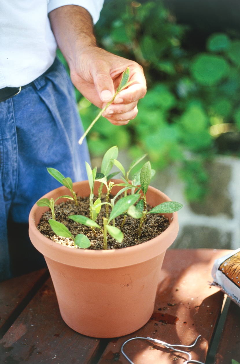 Don’s Tips: Cuttings - Burke's Backyard