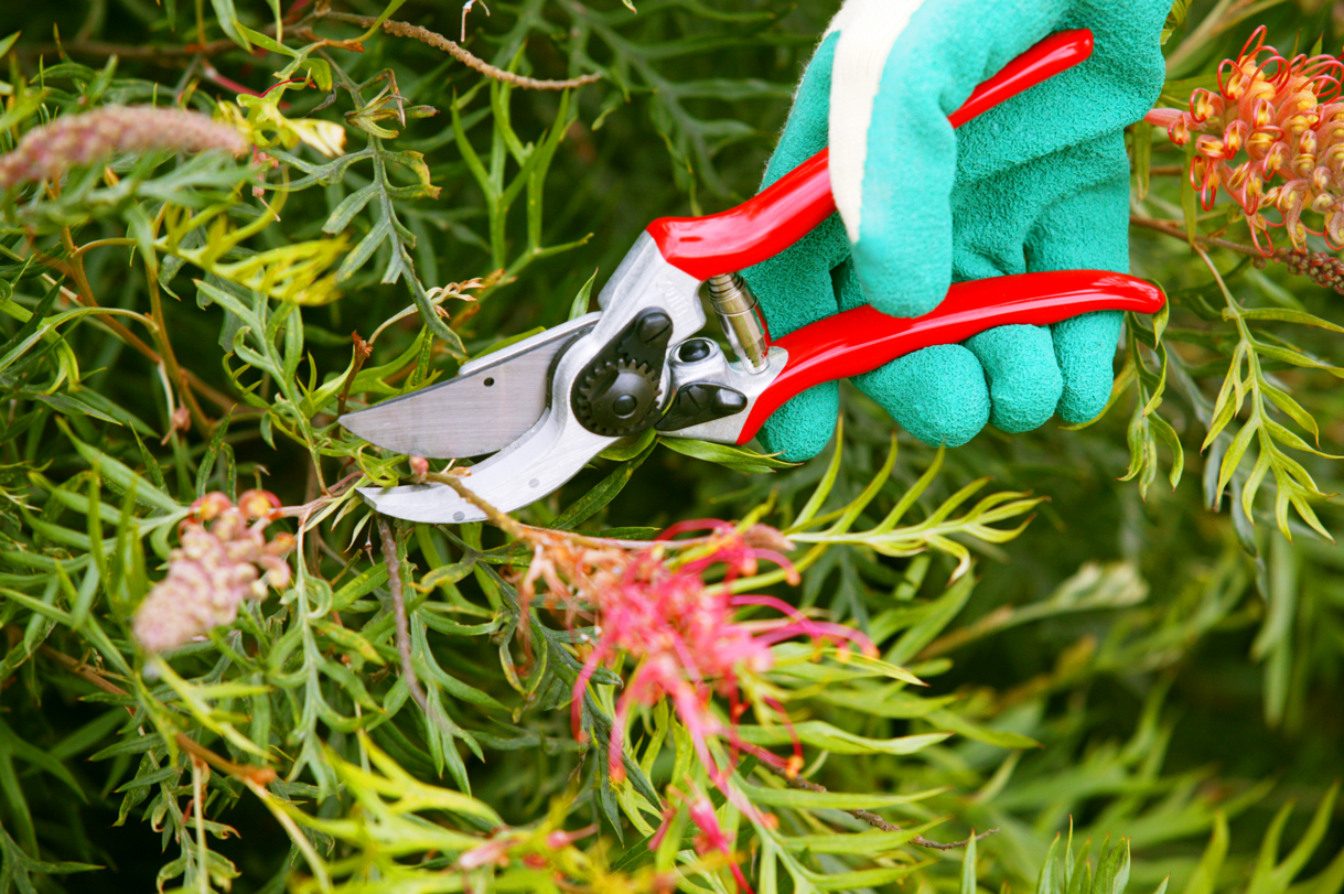 Don’s Tips: Pruning Grevilleas - Burke's Backyard Don’s Tips: Pruning Grevilleas - Burke's Backyard