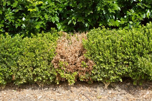 Don’s Tips: Patchy Hedge - Burke's Backyard