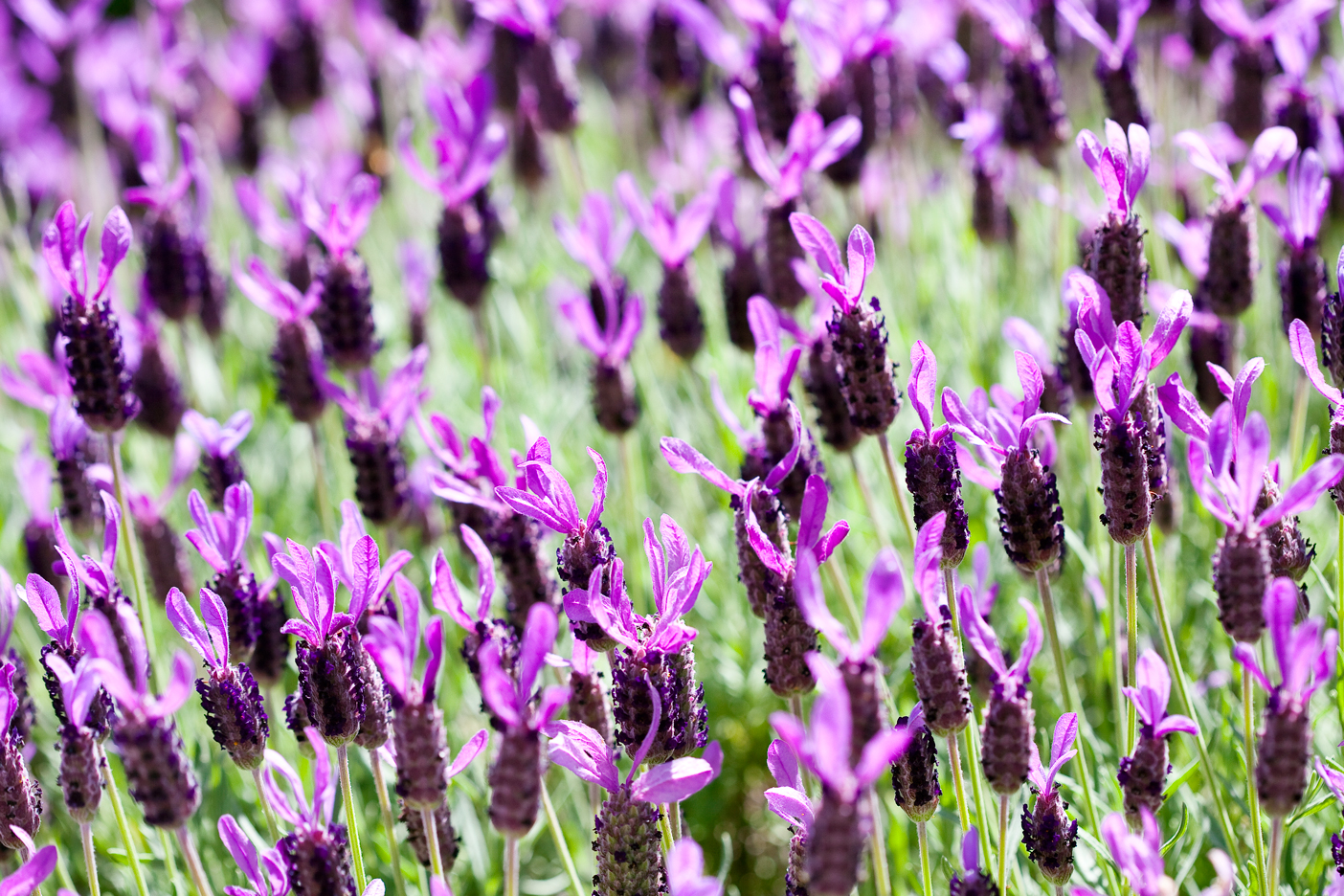 Don’s Tips: Lavender - Burke's Backyard
