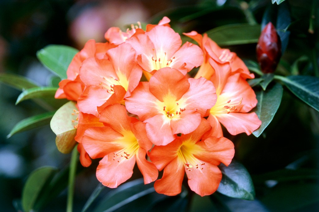 Don's Tips: Vireyas - Burke's Backyard