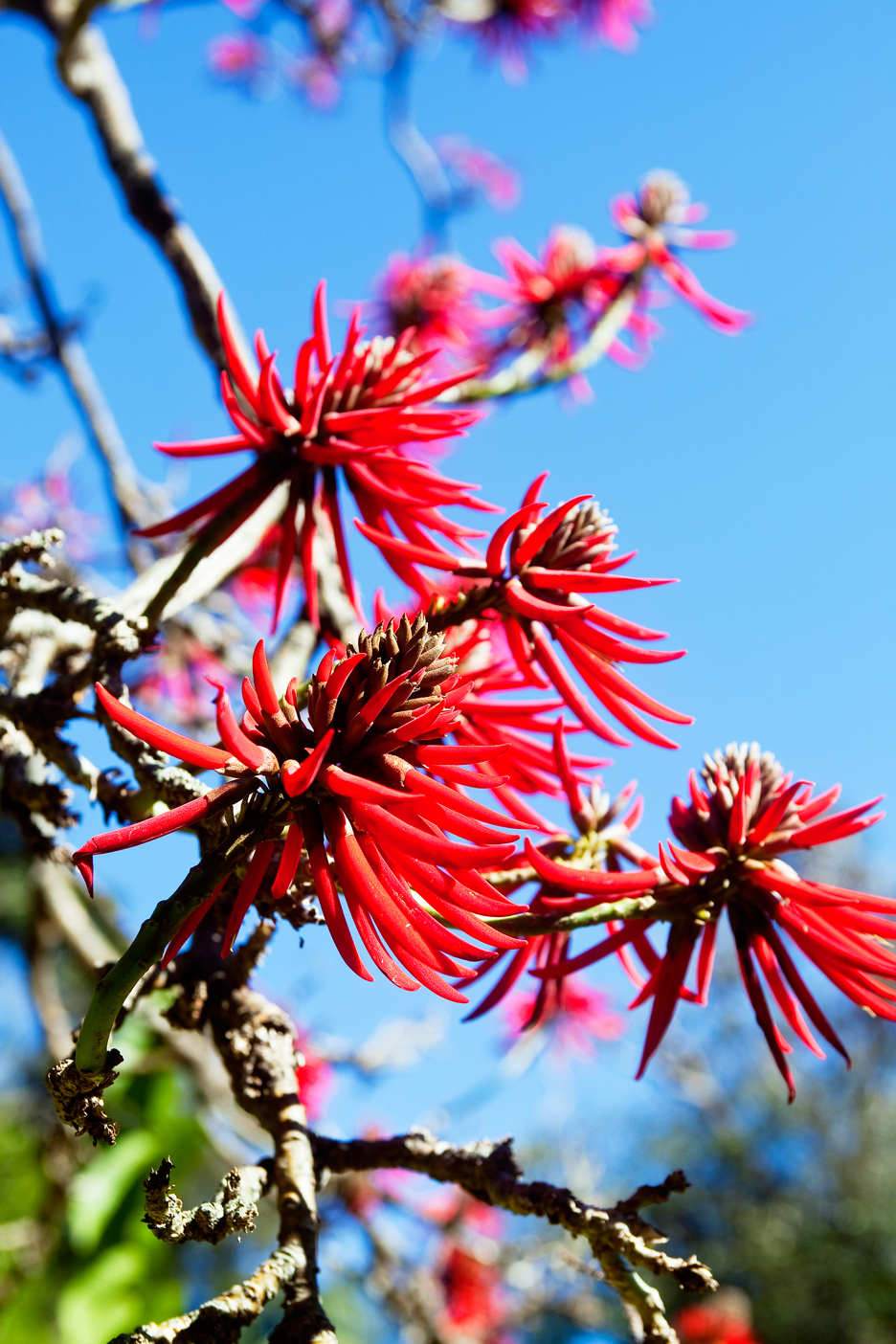 Don's Tips: Coral Trees Could Kill You - Burke's Backyard