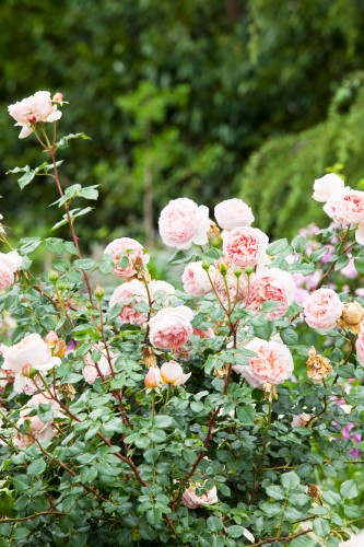 Don's Tips: Roses - Burke's Backyard