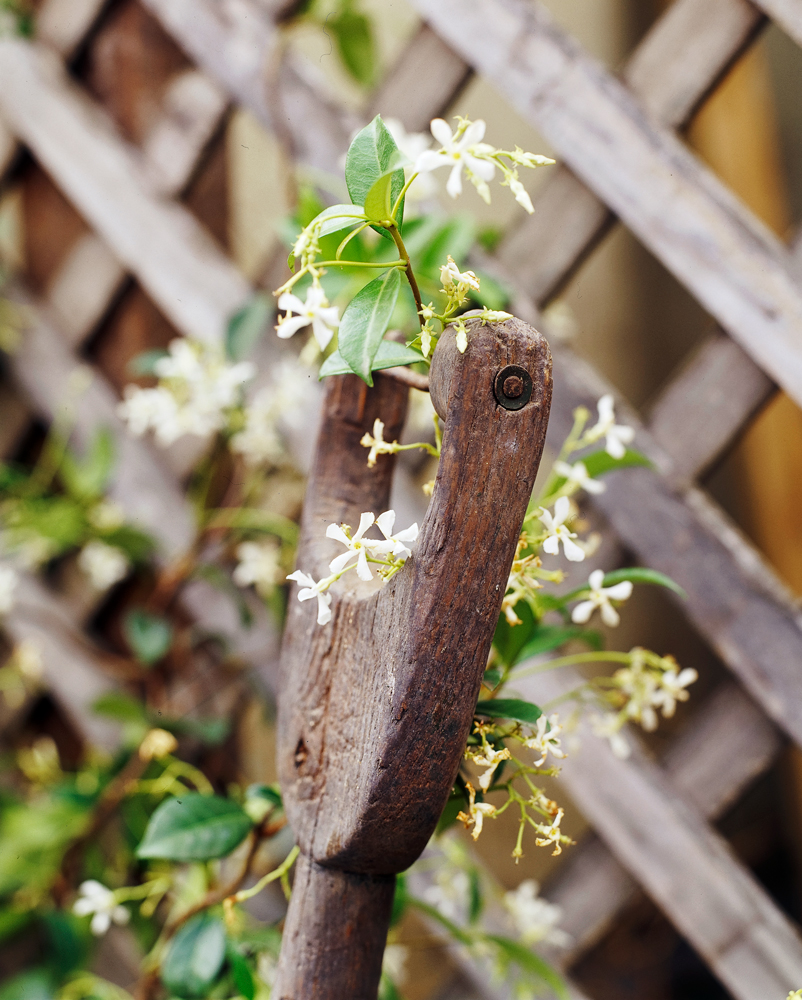 Don's Tips: Star Jasmine - Burke's Backyard