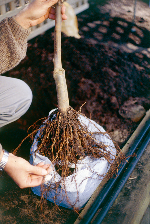 Don's Tips - Bare-Rooted Trees - Burke's Backyard Don's Tips - Bare-Rooted Trees - Burke's Backyard