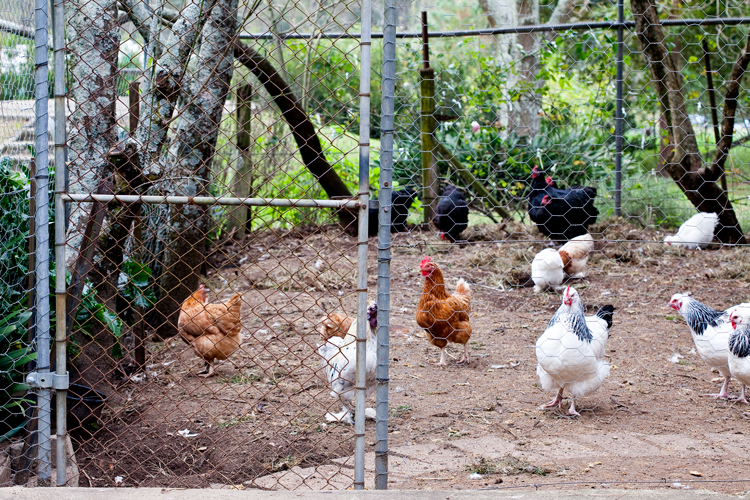 Don's Tips - Fox-Proofing The Chooks - Burke's Backyard
