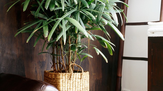 Best Pot Plants for Sun and Shade - Burke's Backyard