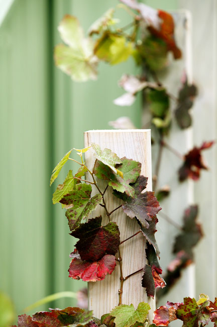 Best Climbing Plants - Burke's Backyard