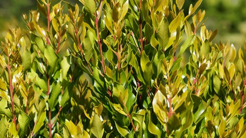 Best Lilly Pilly Varieties - Burke's Backyard
