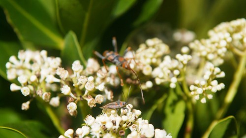 Best Lilly Pilly Varieties - Burke's Backyard