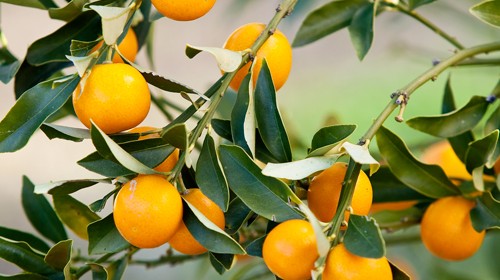 Best Backyard Citrus Care - Burke's Backyard
