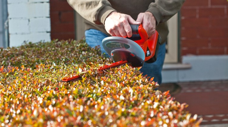 Best Lilly Pilly Varieties - Burke's Backyard