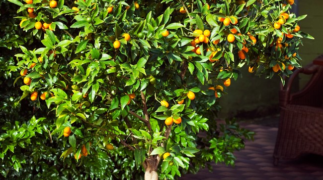 Best Pot Plants for Sun and Shade - Burke's Backyard