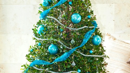 Best Lilly Pilly Varieties - Burke's Backyard