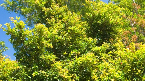 Best Lilly Pilly Varieties - Burke's Backyard