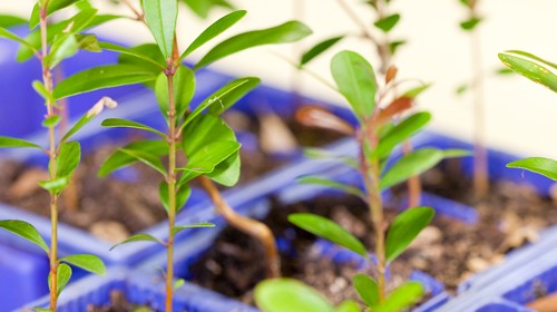 Best Lilly Pilly Varieties - Burke's Backyard
