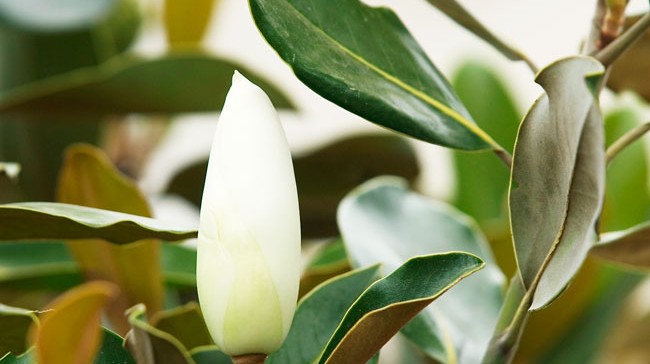 Magnolia Little Gem - Burke's Backyard