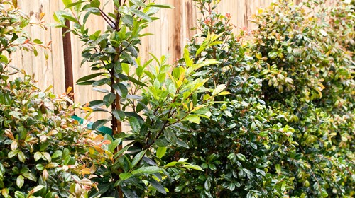 Best Lilly Pilly Varieties - Burke's Backyard