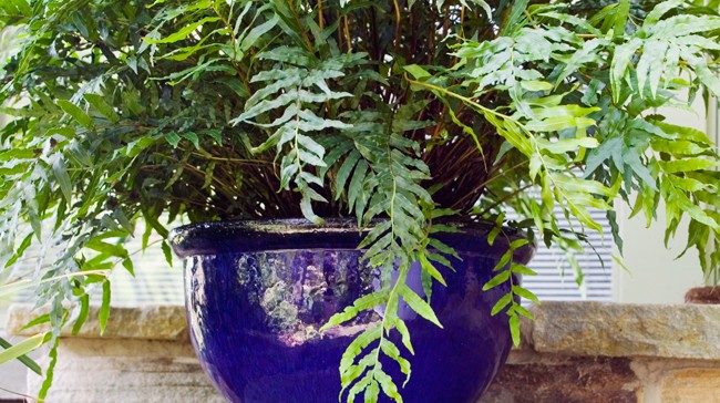 Best Pot Plants for Sun and Shade - Burke's Backyard