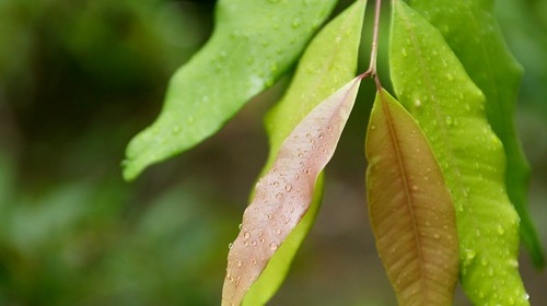 Best Lilly Pilly Varieties - Burke's Backyard