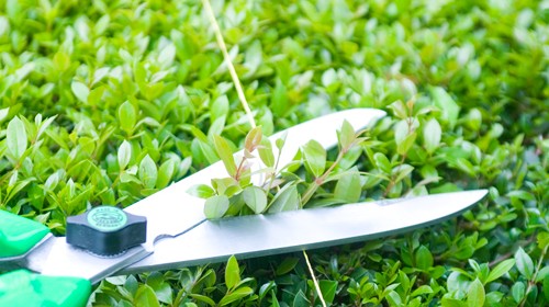 Best Lilly Pilly Varieties - Burke's Backyard