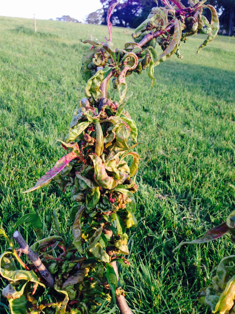 Don's Expert Answers: bad case of 'curly leaf" - Burke's Backyard