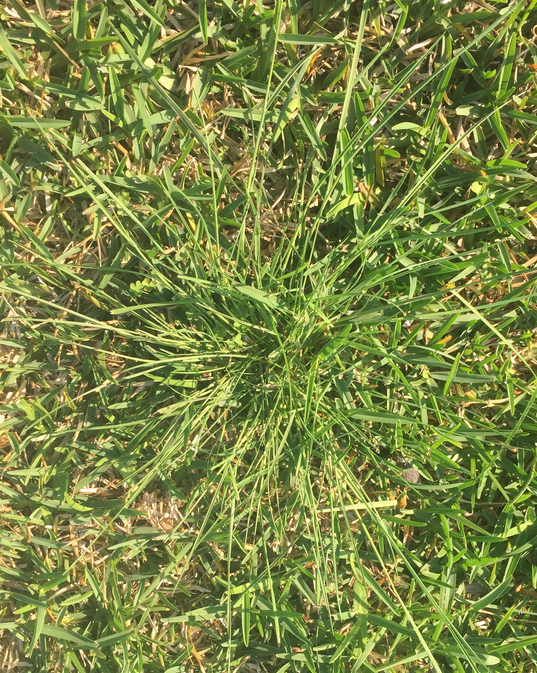 Bindii - Burke's Backyard