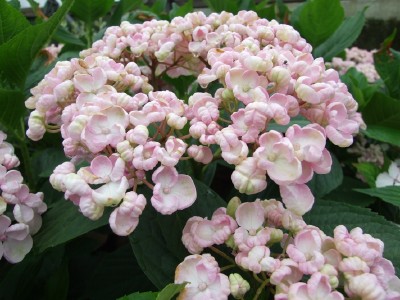 Trying To Track Down Rare Hydrangea - Burke's Backyard