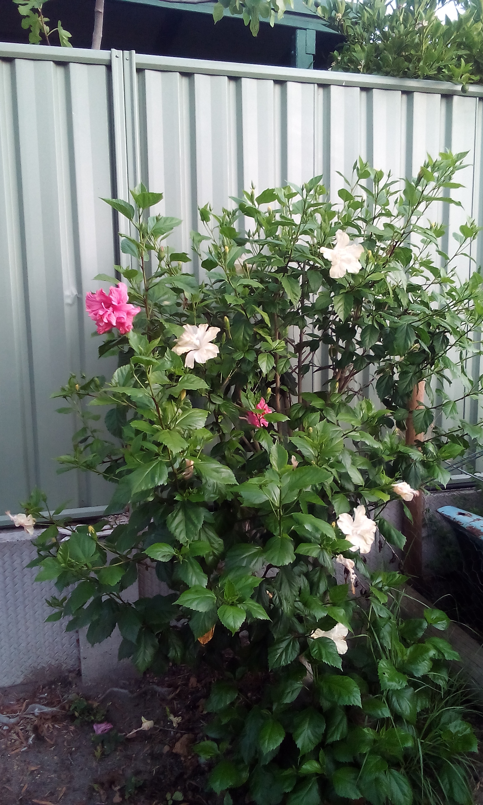 Don's Expert Answers: plant has 2 colour flowers of the main stem, its ...