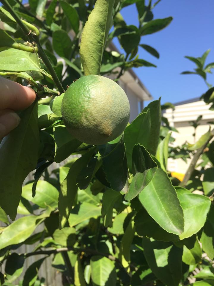 Don’s Expert Answers: Discoloured fruit on lemon tree - Burke's Backyard