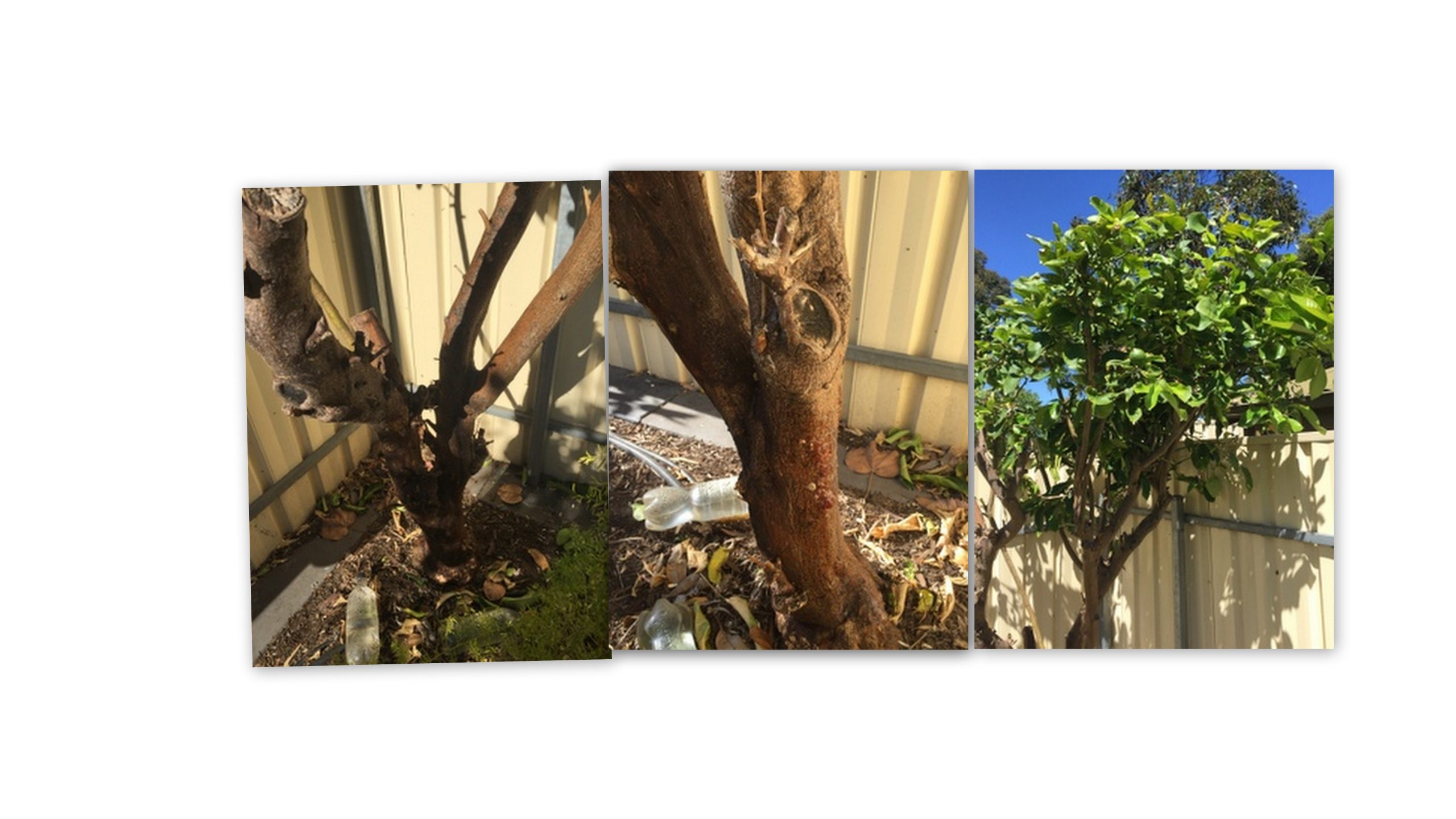 Don’s Expert Answers: Lemon tree. Has two main branches. Main left ...