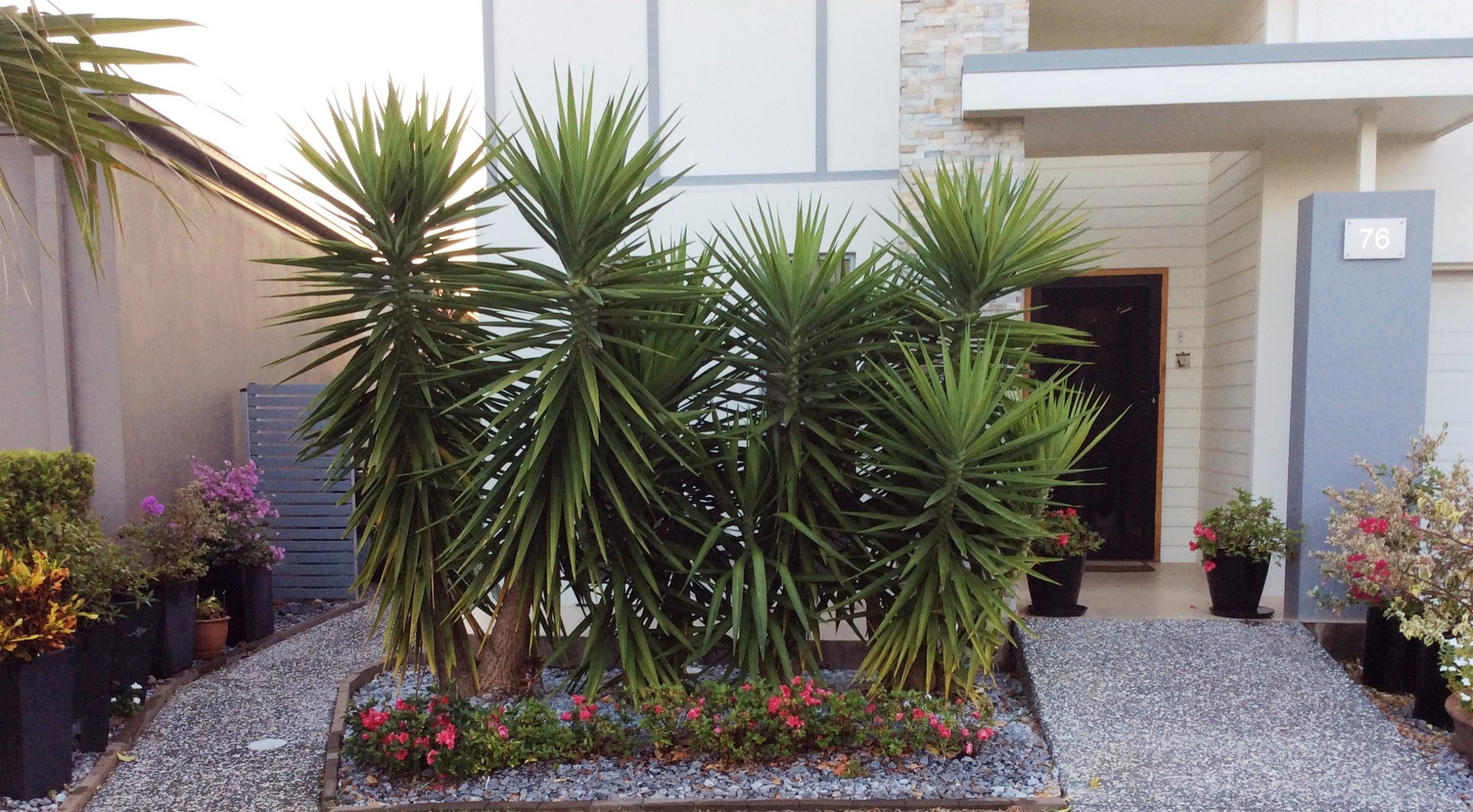 Don’s Expert Answers: Your opinion - is it possible the bulb roots of ...