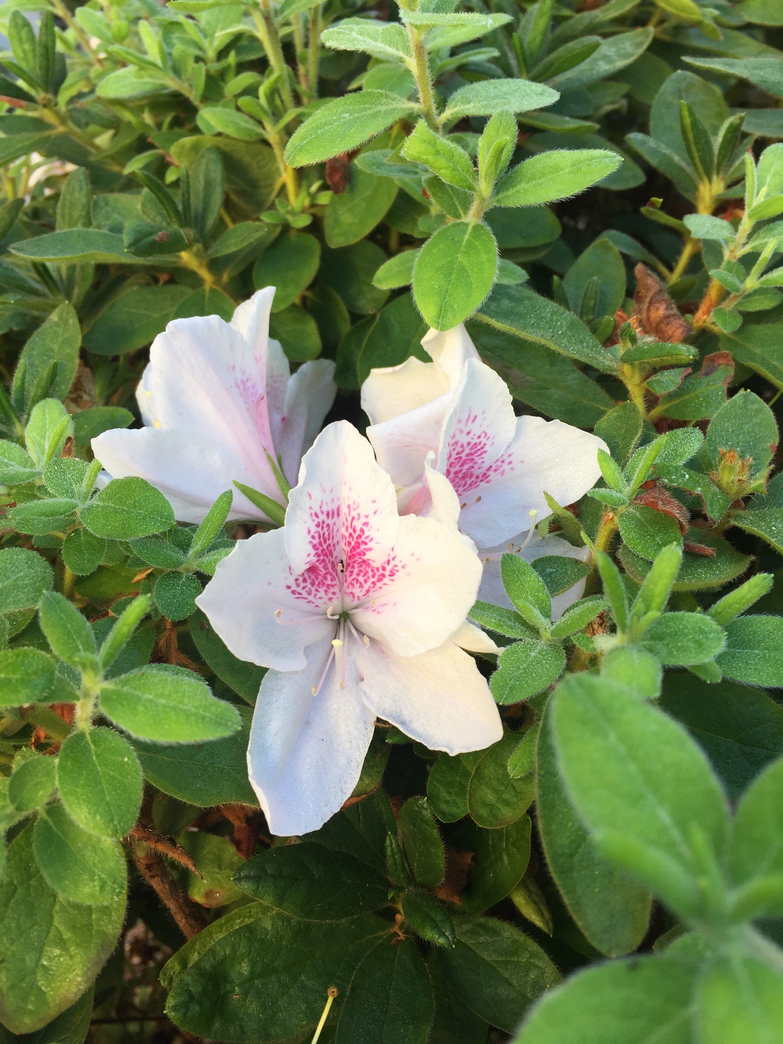 Don’s Expert Answers: Trying to locate the old varieties of azalea like ...
