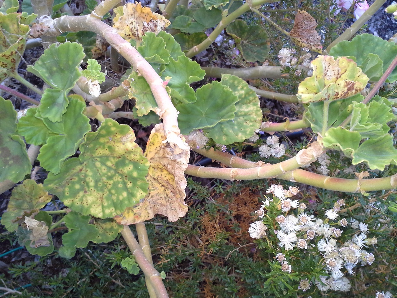 Don’s Expert Answers: leaves with spots and then dying - Burke's Backyard