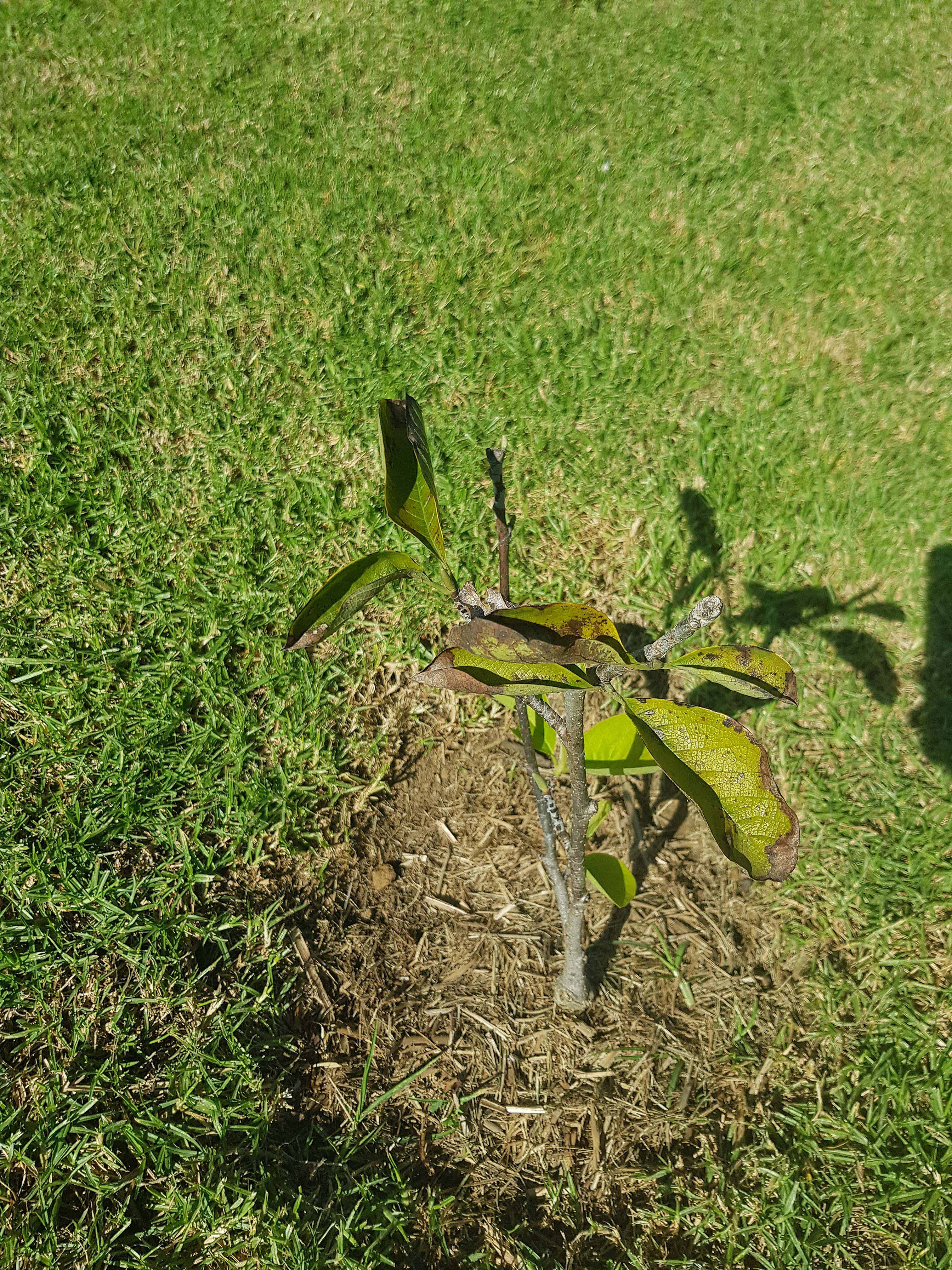 Dons Expert Answers Magnolia Tree Yellowbrown Leaves Burkes Backyard