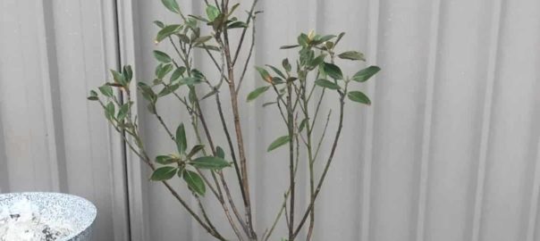 Don’s Expert Answers: Sparse leaves - Burke's Backyard