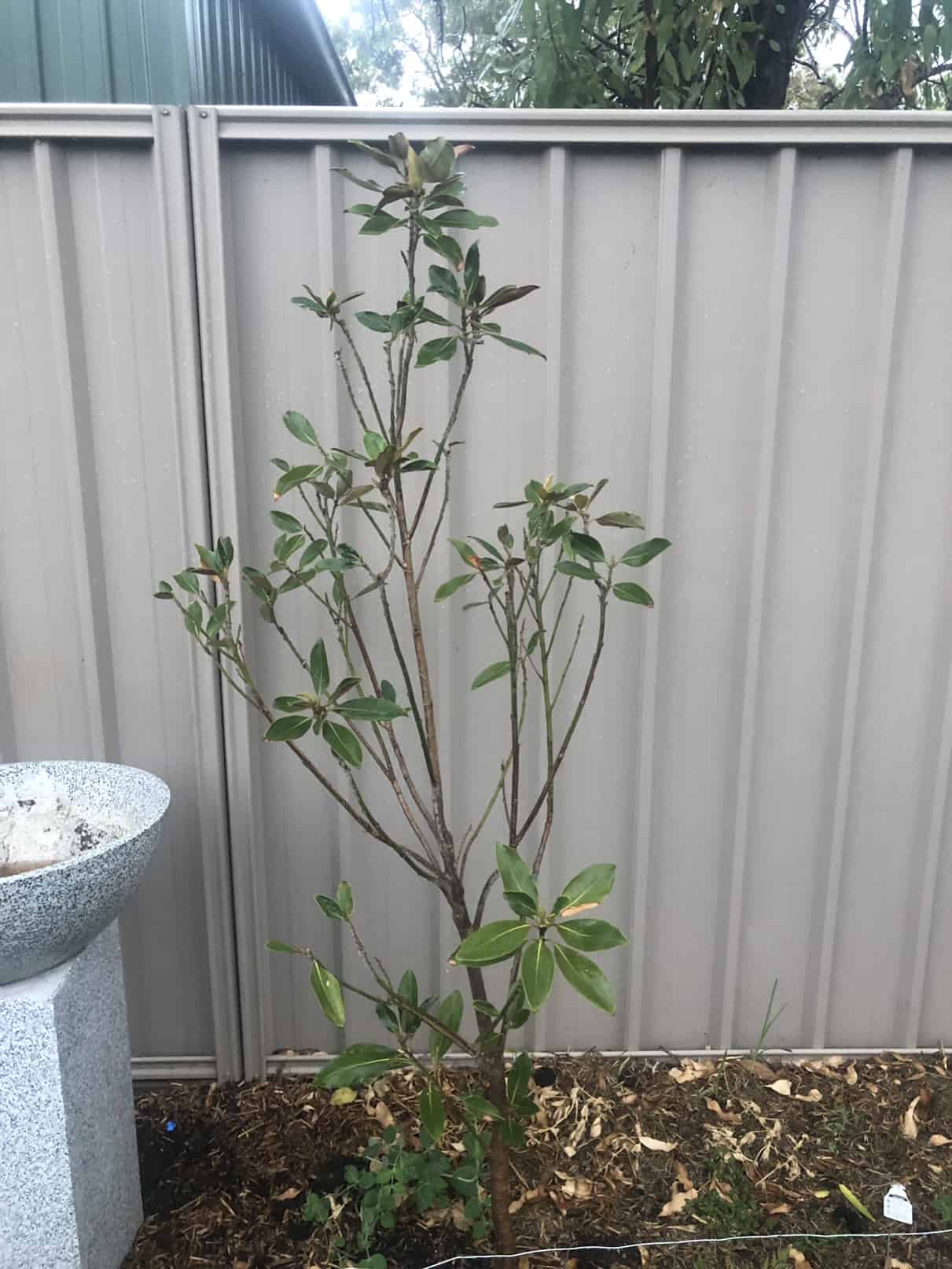 Don’s Expert Answers: Sparse leaves - Burke's Backyard