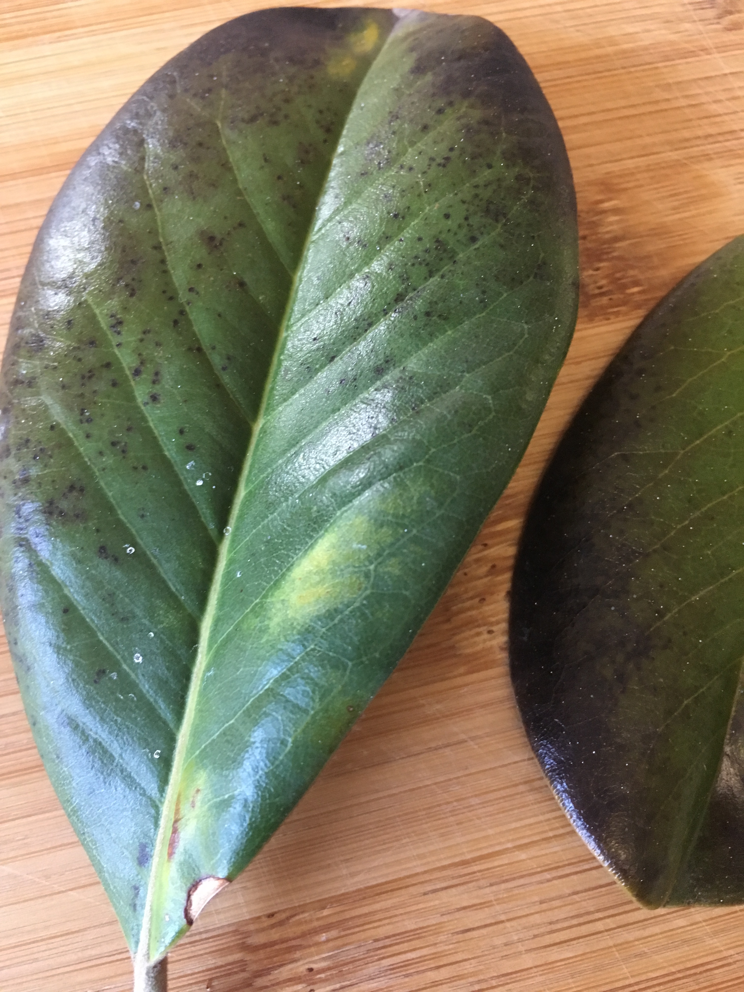 Don s Expert Answers Slow Growth And Leaf Discolouration spotting dropping Burke s Backyard