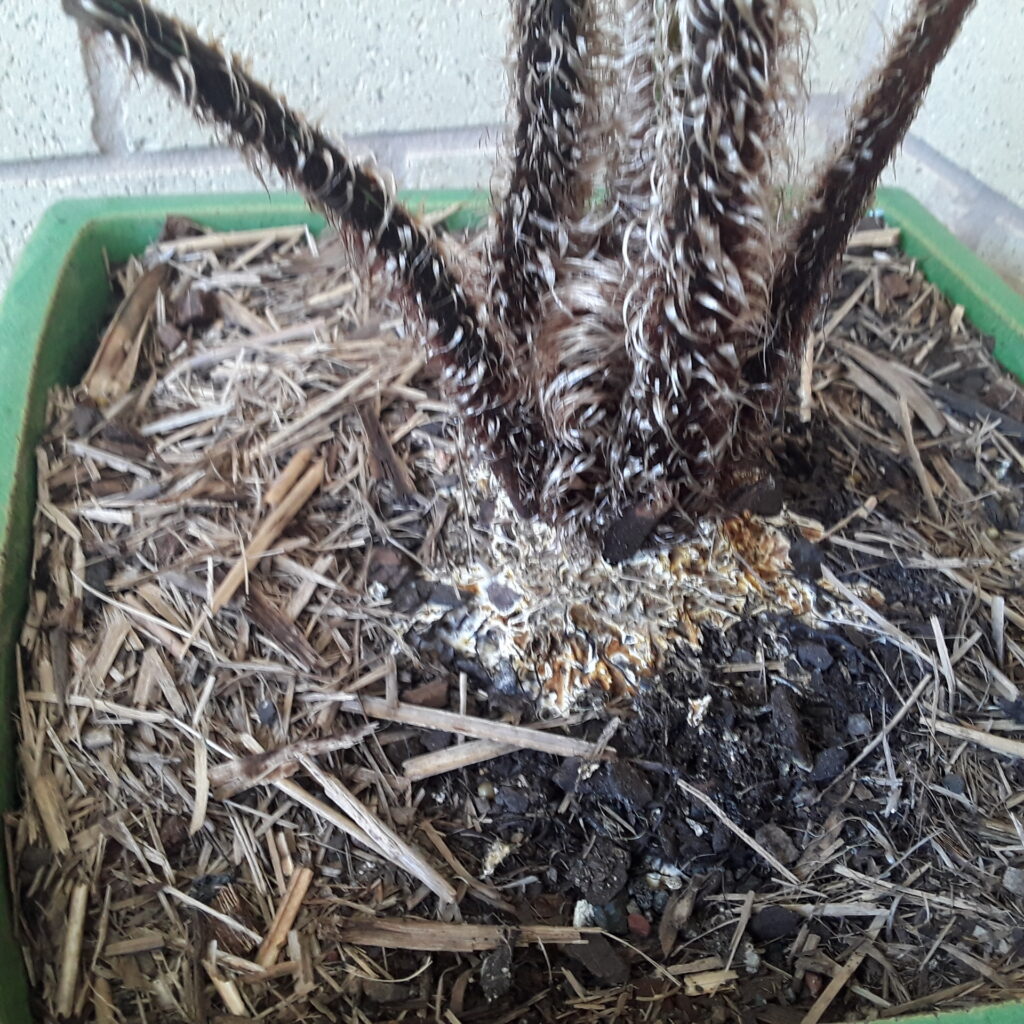 Native Wisteria - Burke's Backyard