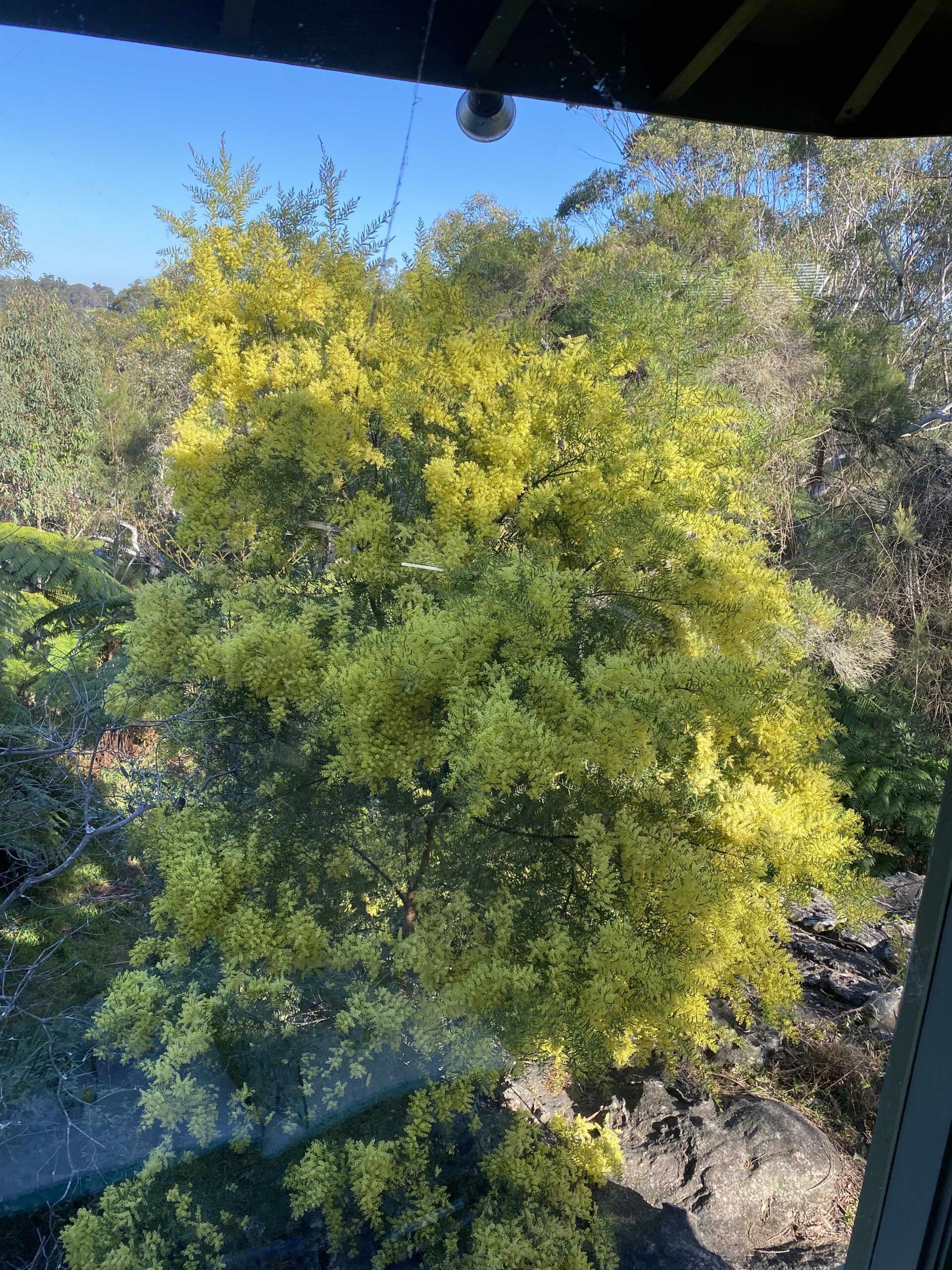 Don's Tips: Winter Wattle - Burke's Backyard