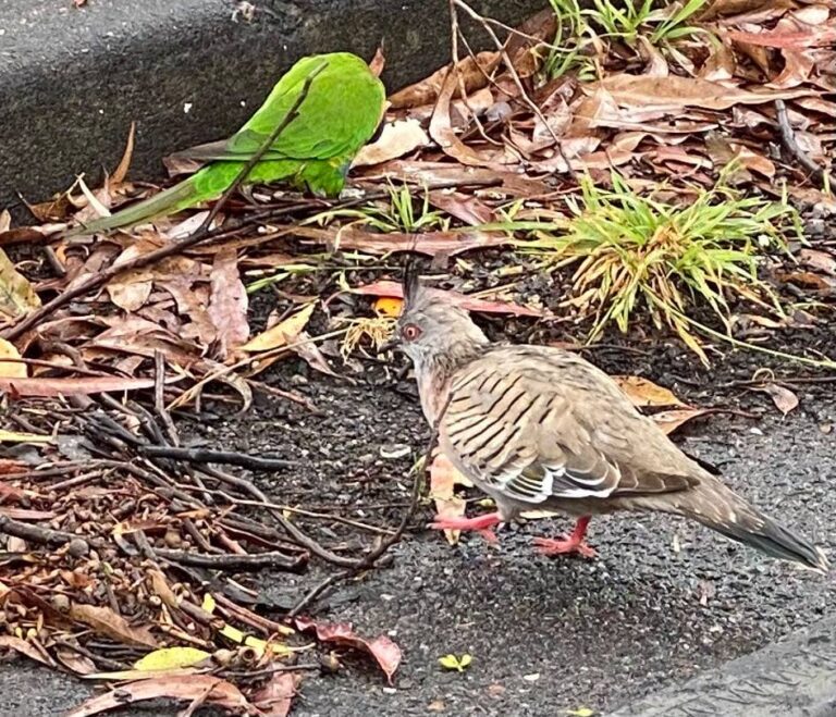 Native Birds Adapting to Man Made Environments - Burke's Backyard