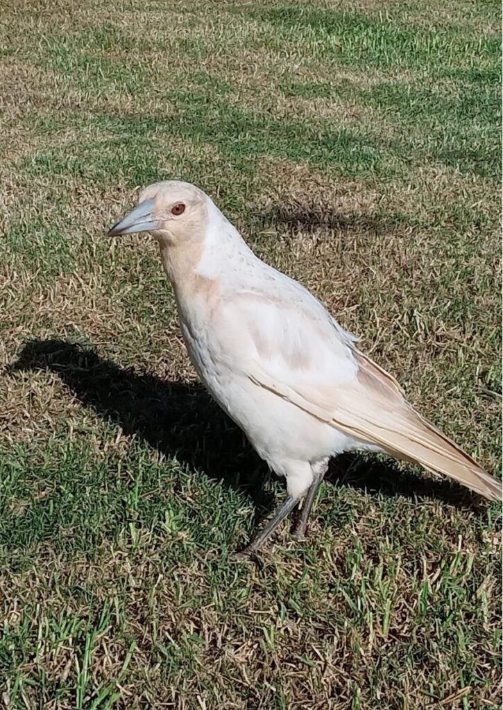 Names for colour variants in wild birds - Burke's Backyard
