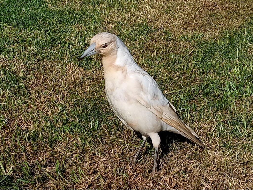 Names for colour variants in wild birds - Burke's Backyard